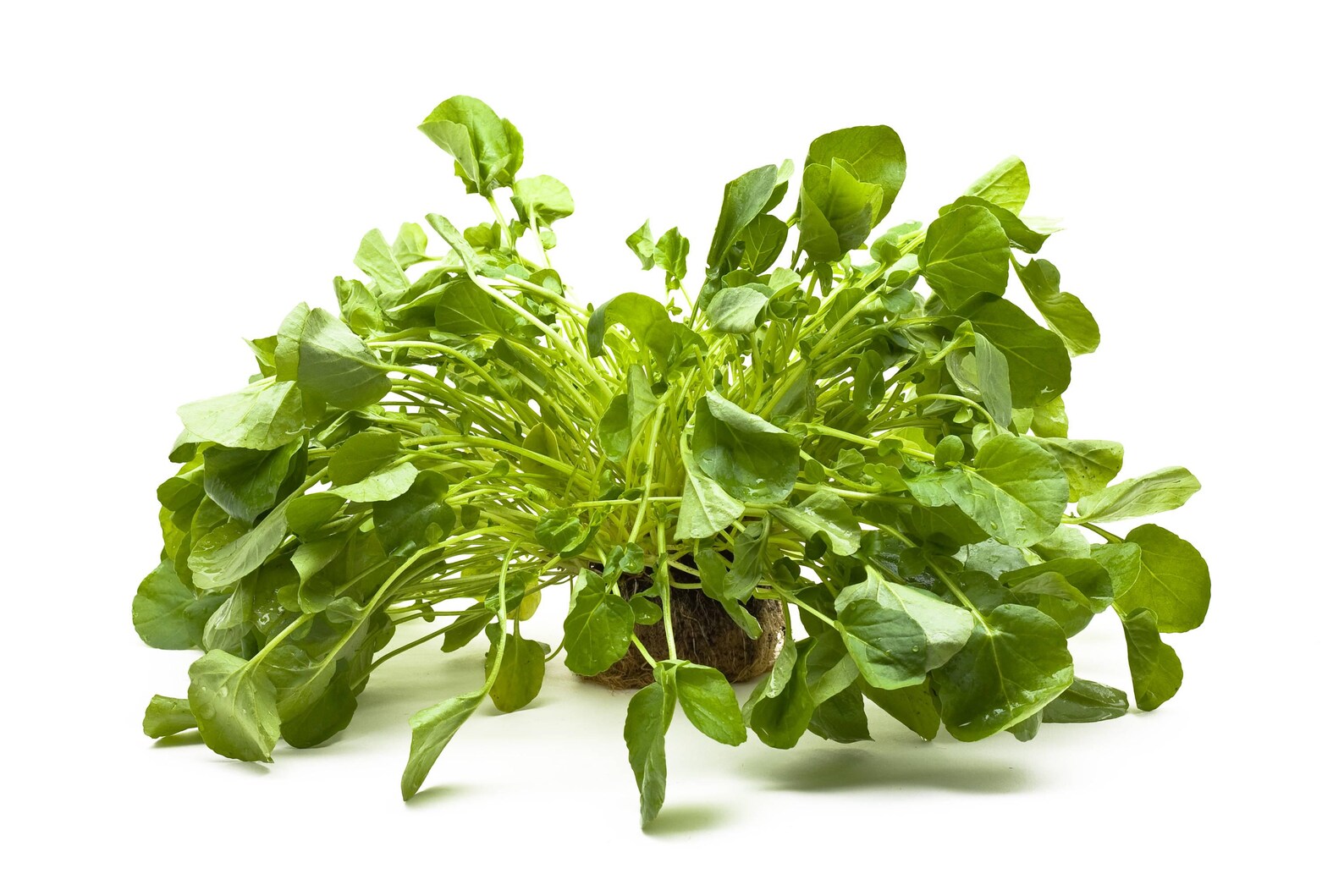 Heirloom Upland Cress Seeds, Creasy Greens Non-gmo, Fast Shipping With ...