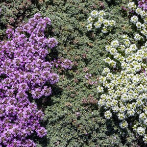 Creeping Thyme Seeds for Beautiful Blooms, Dwarf 6 Inch Variety, Non ...