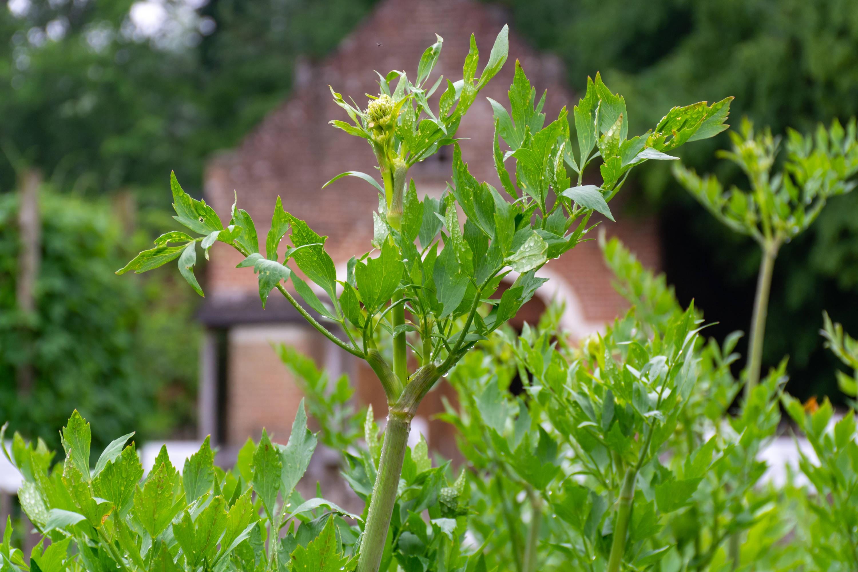 Lovage Seeds Levisticum Officinale, Shipped With Tracking, Herb Garden ...