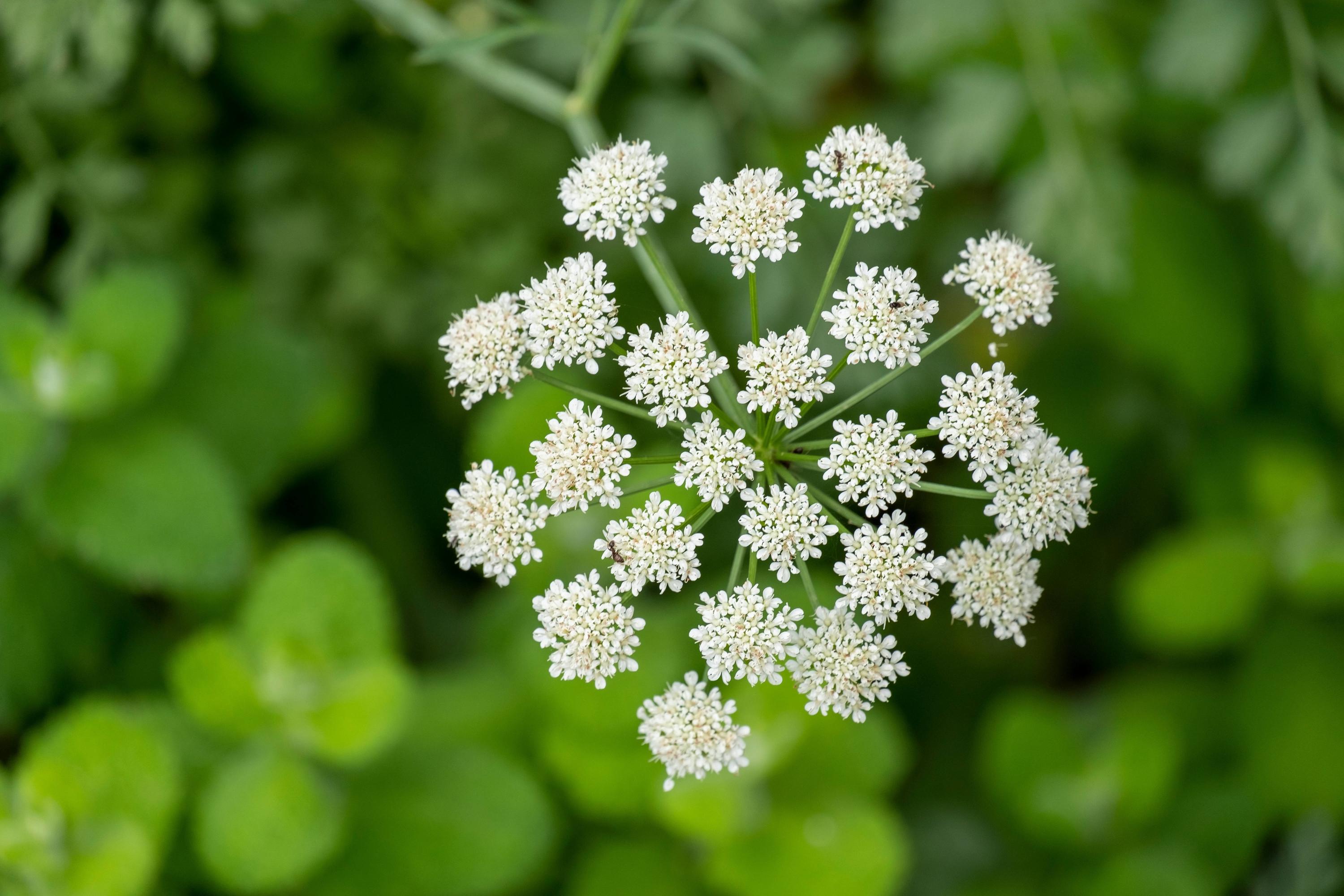 Anise Seeds Non-gmo Shipped With Tracking, Culinary Herb Seeds, Farm-to ...