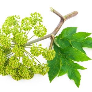 Angelica Heirloom Herb Seeds - Medicinal Herb, Culinary Herb, Herbal ...