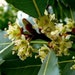 Organic Bay Tree Seeds- Daphne - Laurus Nobilis, 50 Seeds, Aromatic Bay ...