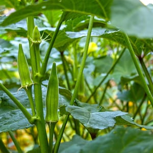Emerald Okra Seeds Non-gmo Heirloom, Tracking Included, Gardening Gift ...