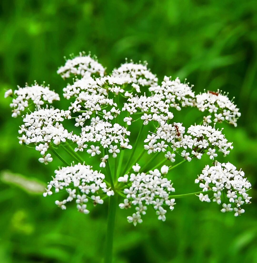 Anise Seeds Non-gmo Shipped With Tracking, Culinary Herb Seeds, Farm-to ...