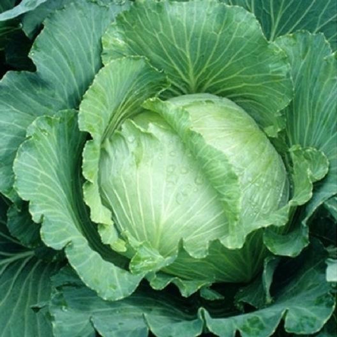 1100 Cabbage All Seasons Seeds Suitable for Spring, Summer and Fall ...
