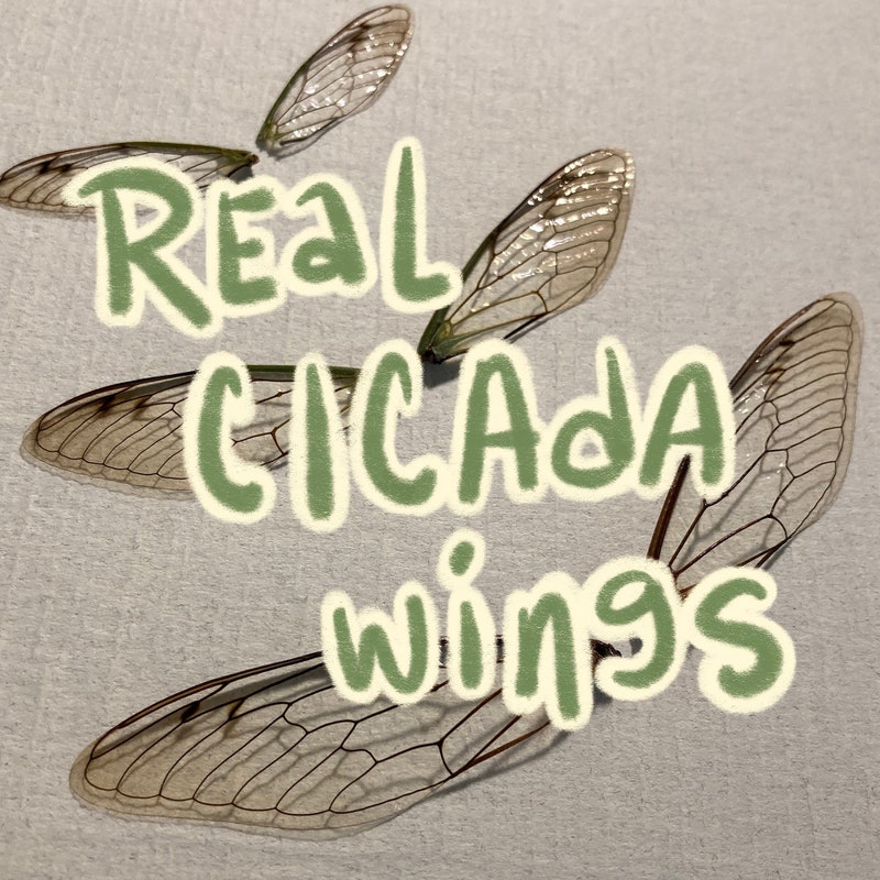 Cicadas Fairy Wings - Etsy