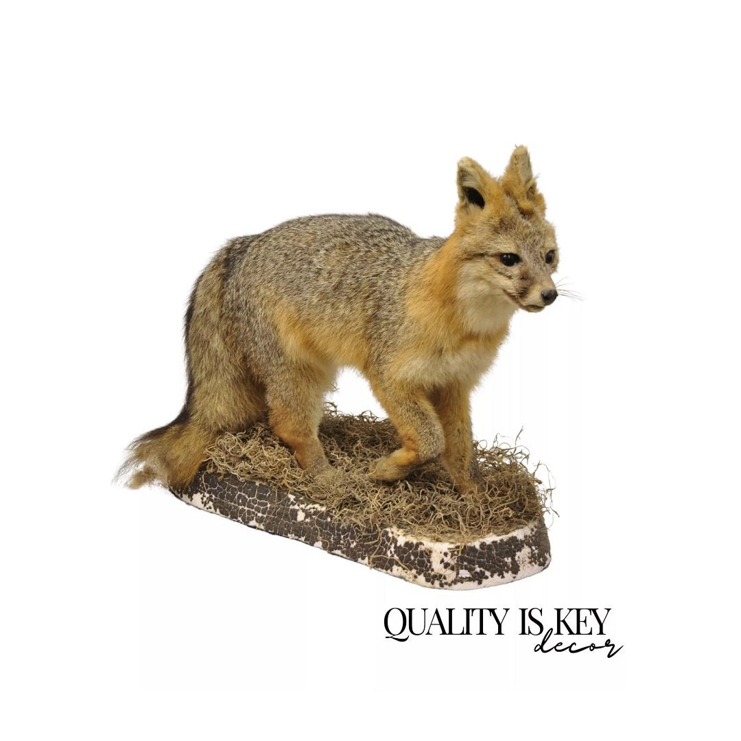 Vintage Full Body Mount Stuffed Gray Fox Taxidermy Mancave Decor - Etsy
