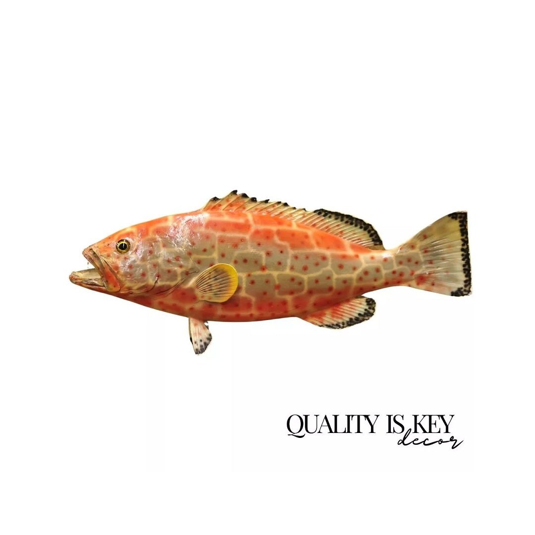 Vintage Strawberry Grouper Fish Wall Mount Taxidermy Replica Fishing Wall Decor - Etsy