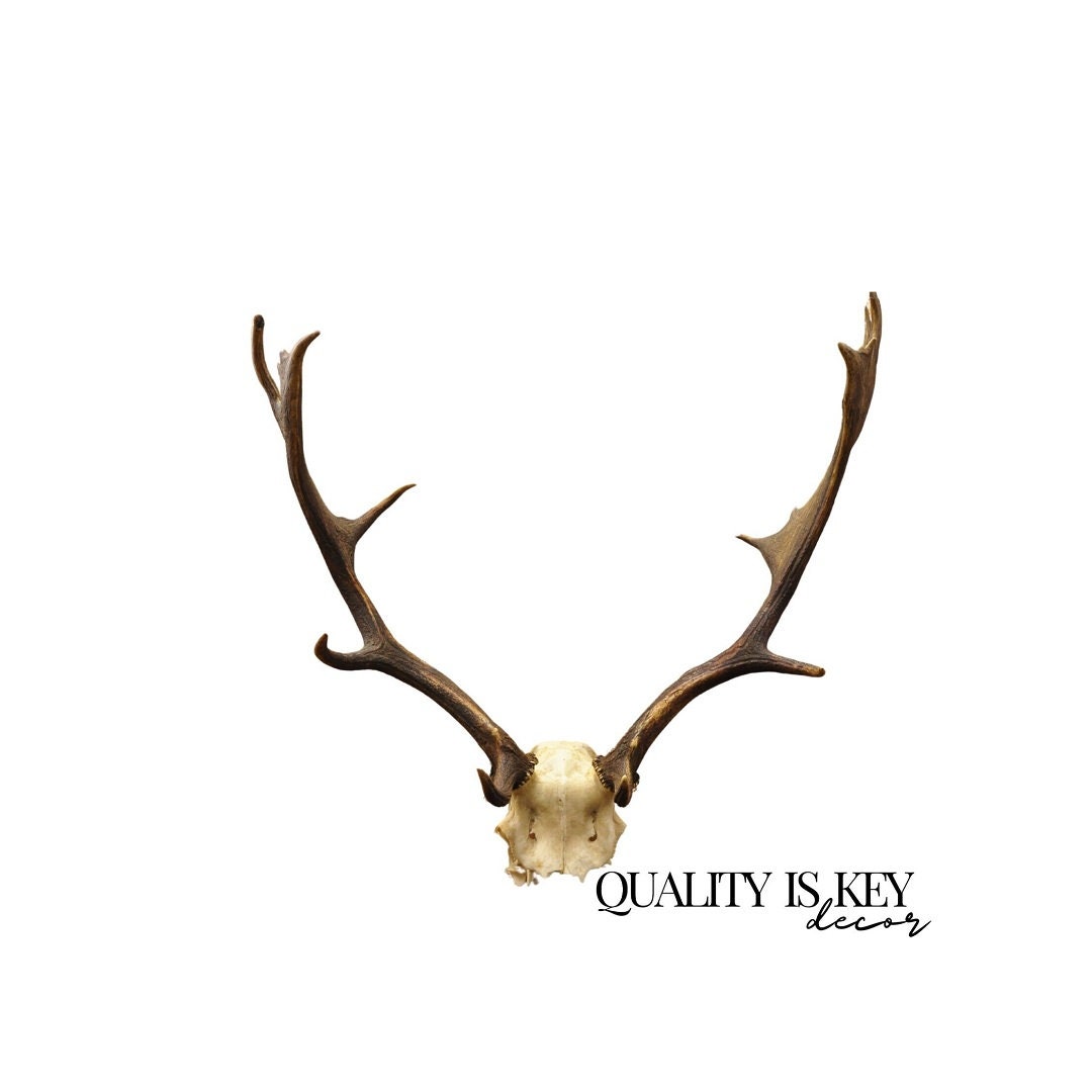 Vintage European Fallow Deer Skull Cap Mount Antlers Taxidermy Cabin ...