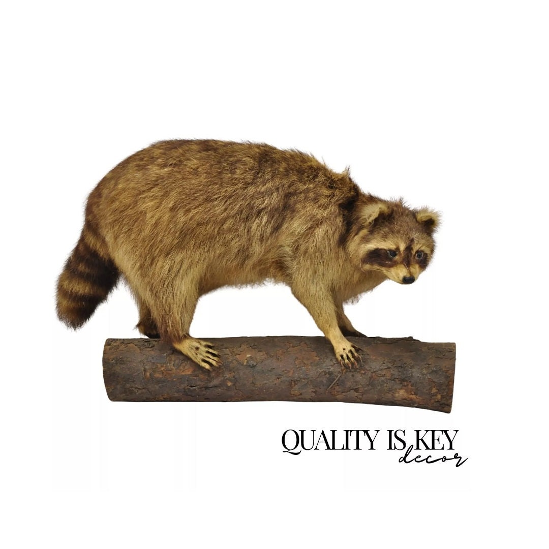 Vintage Full Body Mount Stuffed Racoon Wall Hanging Taxidermy Mancave ...