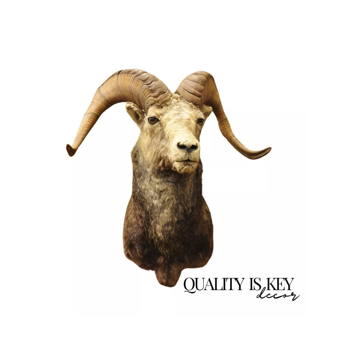 Vintage Bighorn Sheep Ram Shoulder Mount Taxidermy Cabin Wall Decor - Etsy