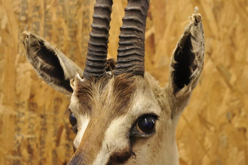 Vintage African Antelope Grant's Gazelle Horn Shoulder Mount Wall ...