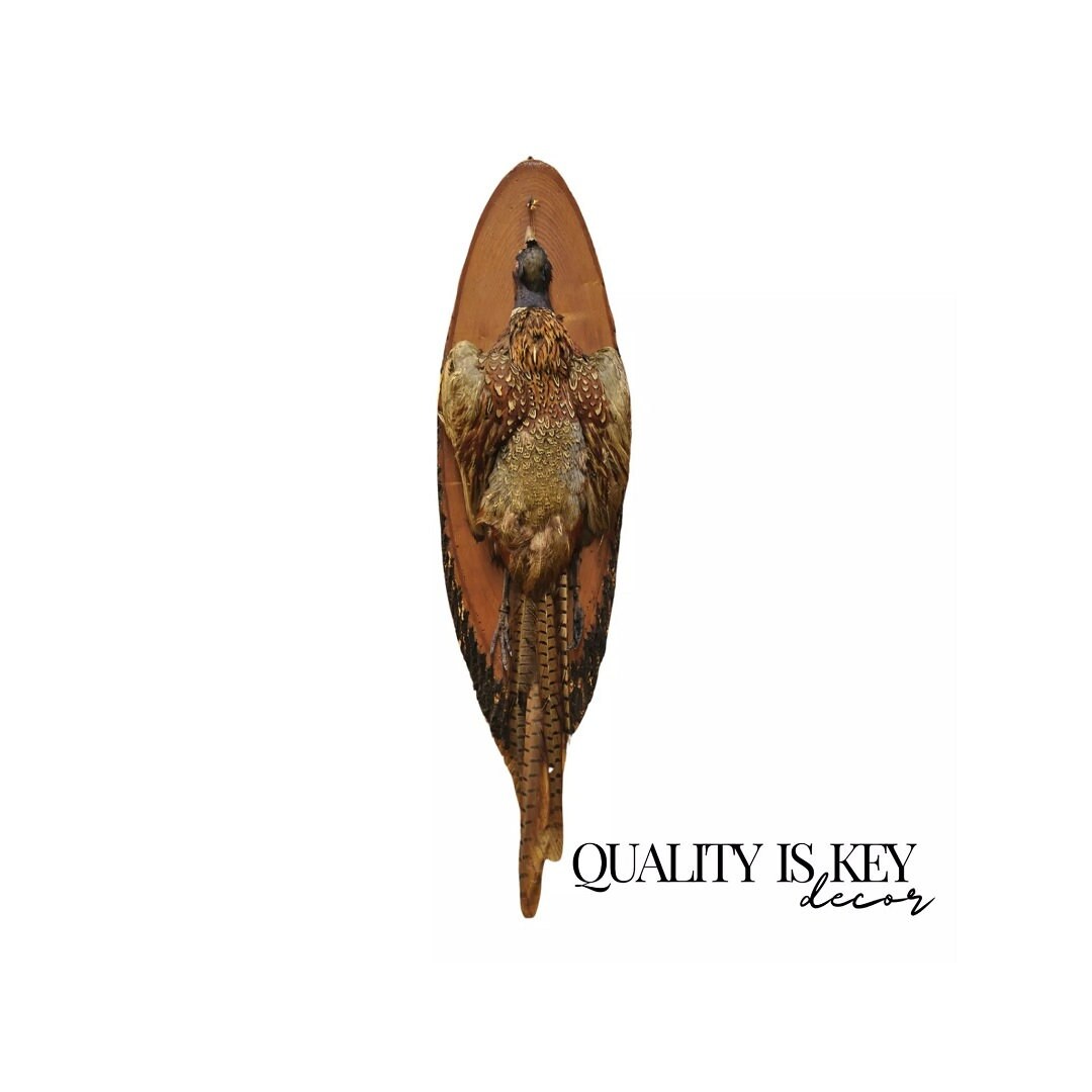 Vintage Ringneck Pheasant Bird Full Body Wall Mount on Wood Taxidermy ...