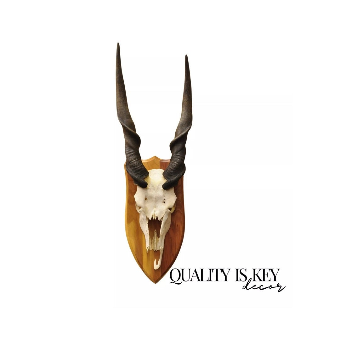 Vintage African Eland Skull Mount With 24" Twisted Horns Taxidermy ...