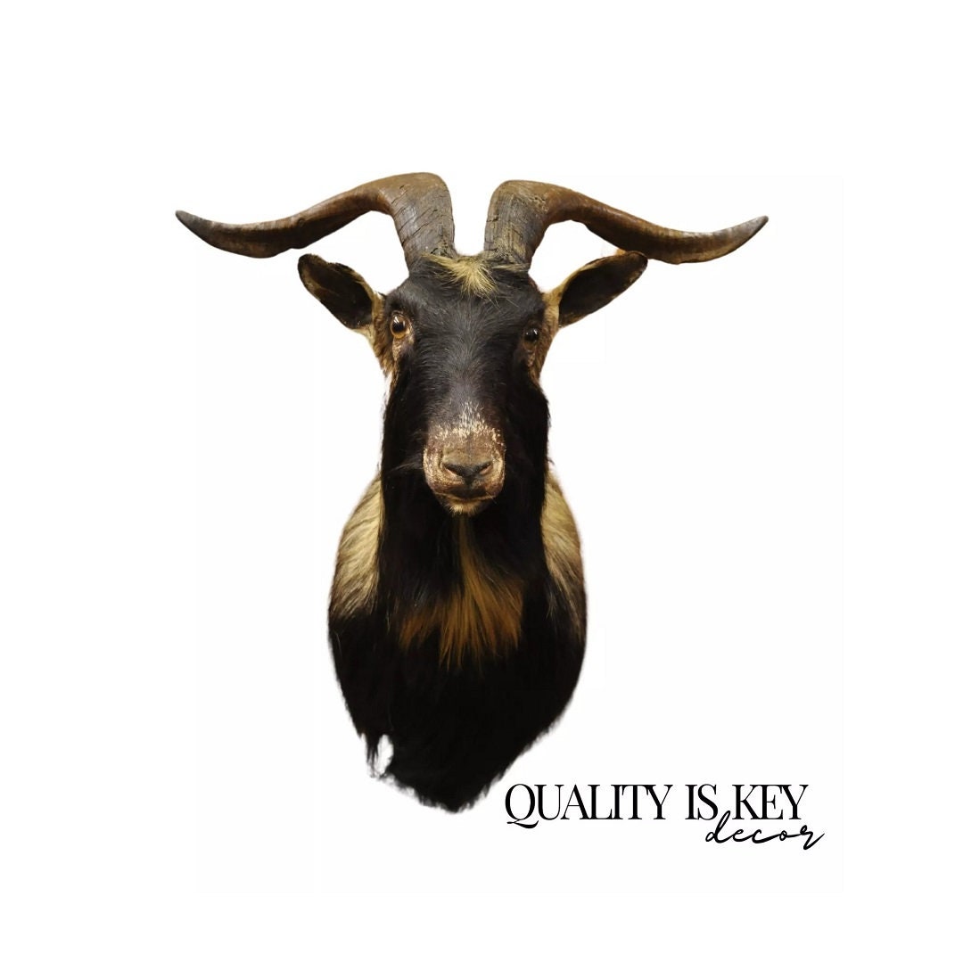 Vintage Black Catalina Longhorn Goat Ram Shoulder Mount Wall Taxidermy ...