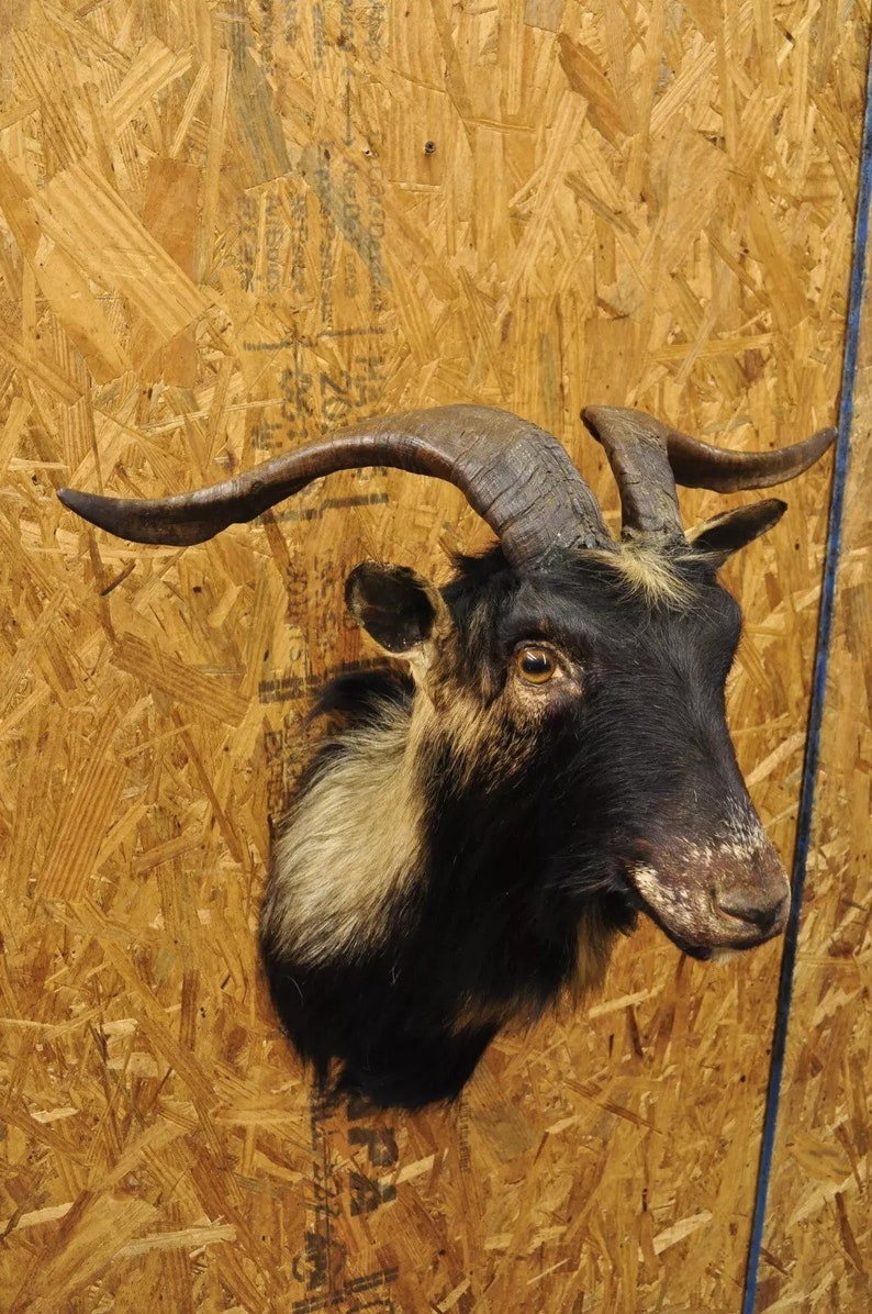 Vintage Black Catalina Longhorn Goat Ram Shoulder Mount Wall Taxidermy ...