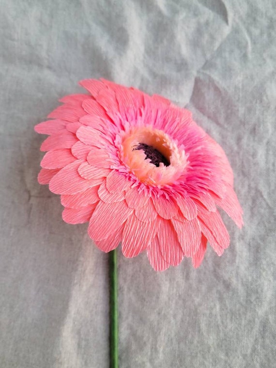 Pink Daisy With Stem