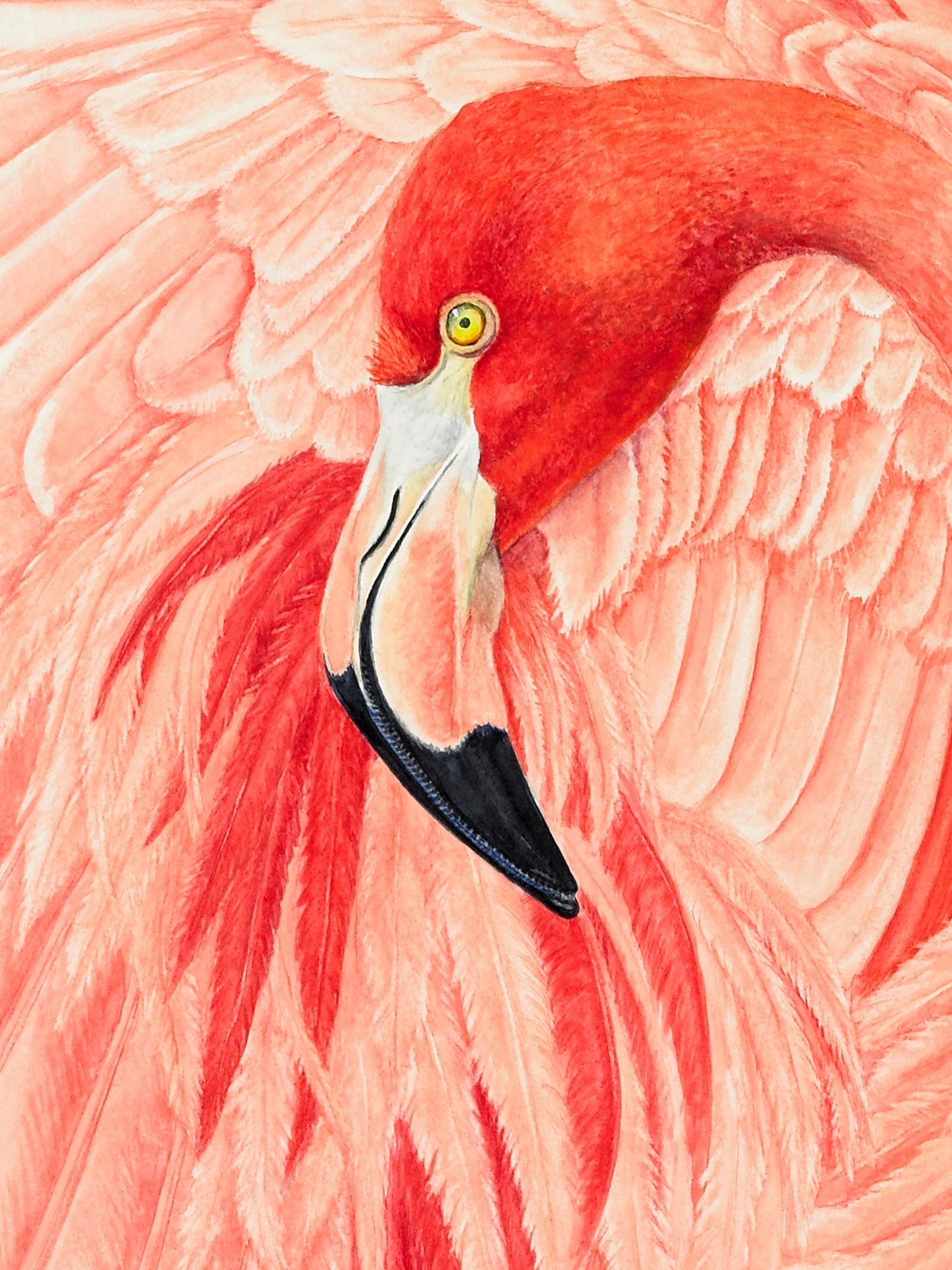 Flamingo Blank Note Cards Set of 8 - Etsy