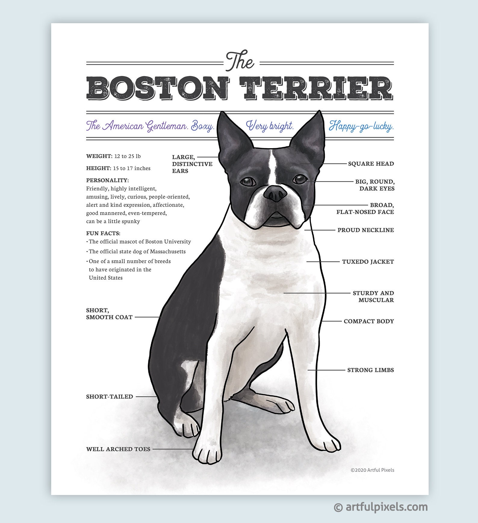 Boston Terrier Wall Art Dog Poster Boston Terrier Art Dog | Etsy