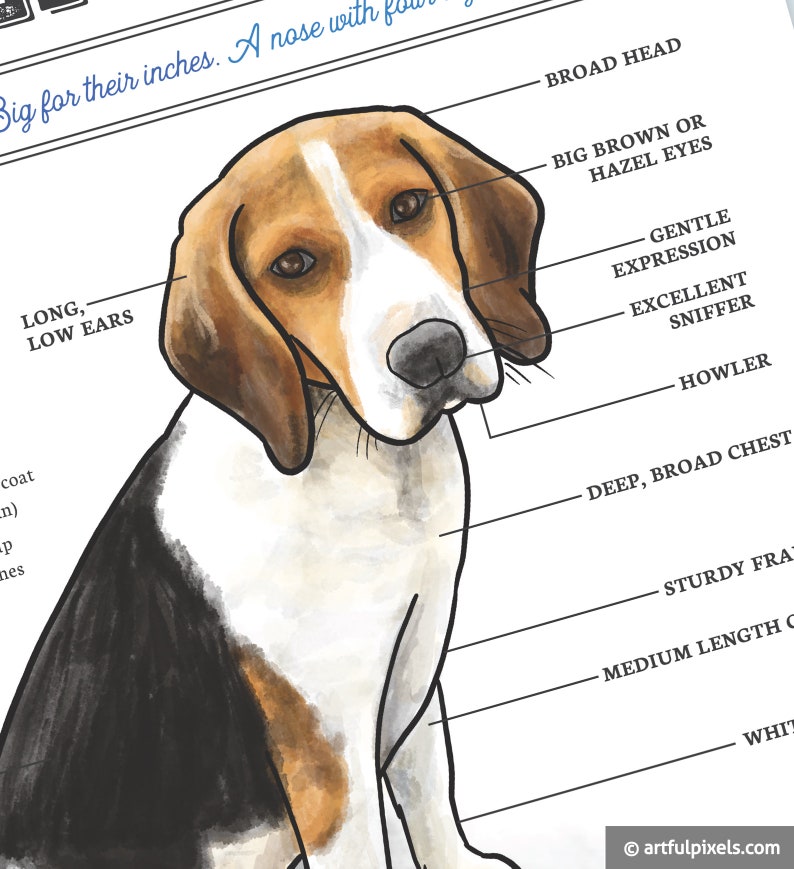 Beagle Art Print Dog Breed Chart Poster Dog Diagram - Etsy
