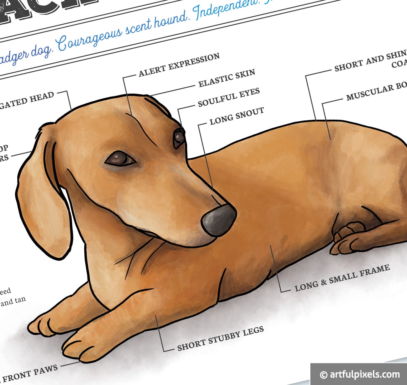 Dachshund Art Weiner Dog Chart Poster Dachshund Gift Doxie - Etsy