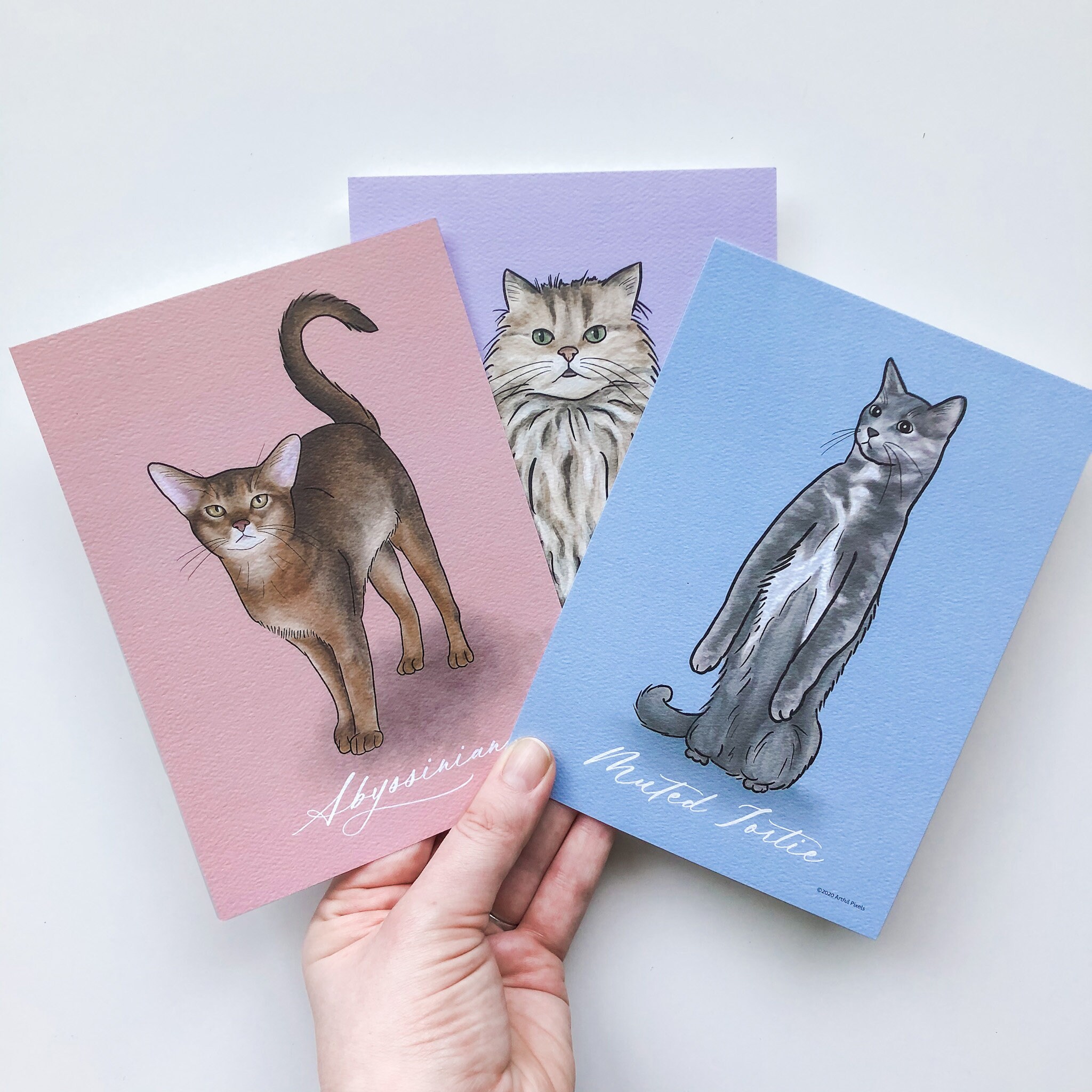 Tortoiseshell Abyssinian