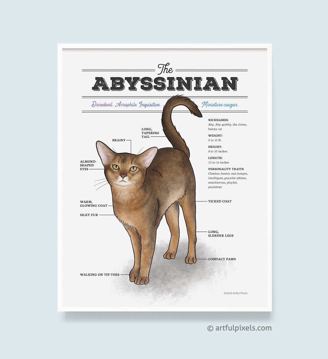 Abyssinian Cat Diagram Art Print: Watercolor Illustration (UNFRAMED) - Etsy