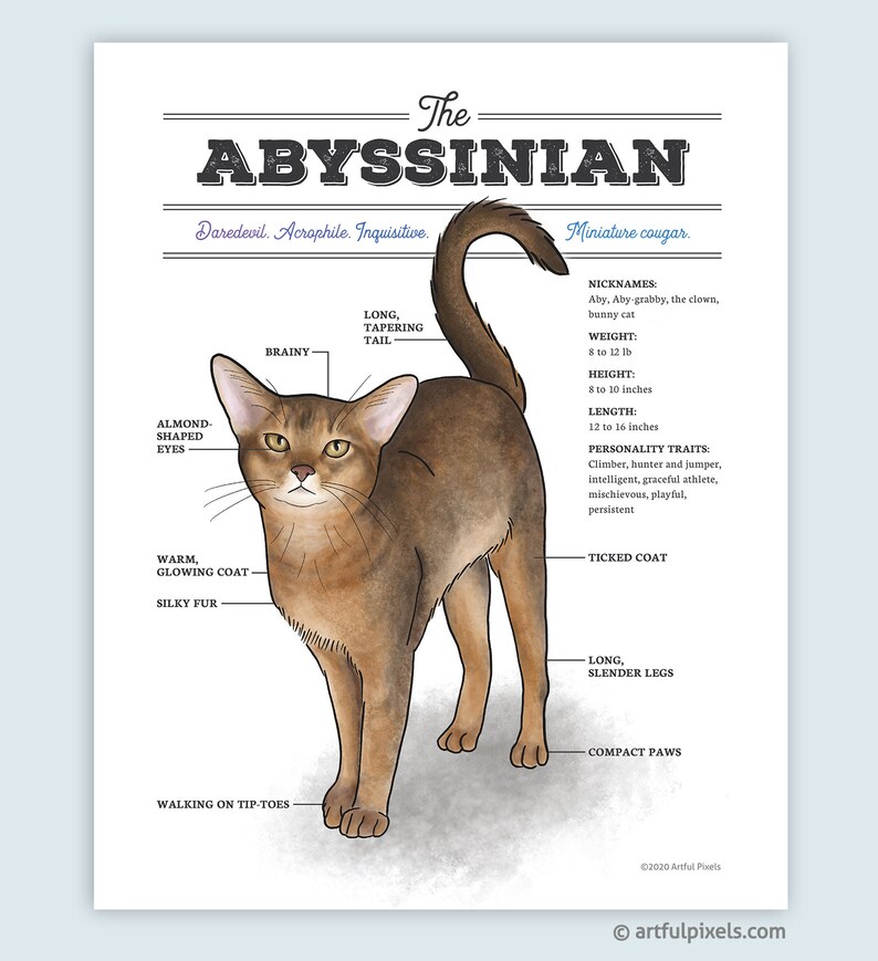 Abyssinian Cat Diagram Art Print: Watercolor Illustration (UNFRAMED) - Etsy