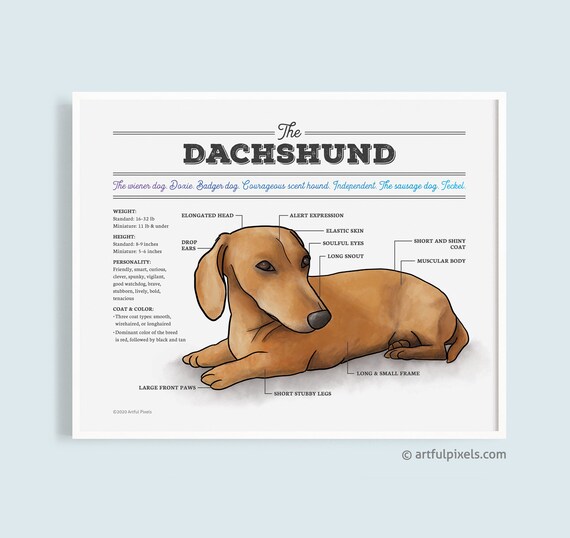 Dachshund Art Weiner Dog Chart Poster Dachshund Gift Doxie | Etsy UK