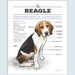 Beagle Art Print, Dog Breed Chart Poster, Dog Diagram Watercolor ...