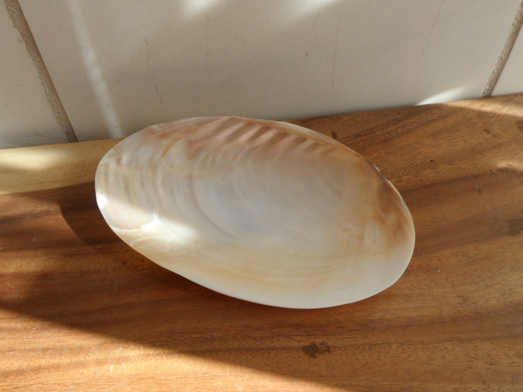 Decorative Bowl, Shell, Bowl, Mussel Shell - Etsy