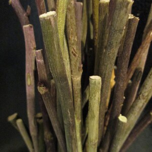 Rustic Rose Stems, Woody Stems, Rose Branches, Rose Stem Bunch, Flower ...