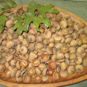 Natural Acorns, Real Acorns Squirrels Food, Untreated Acorns, Cleaned ...