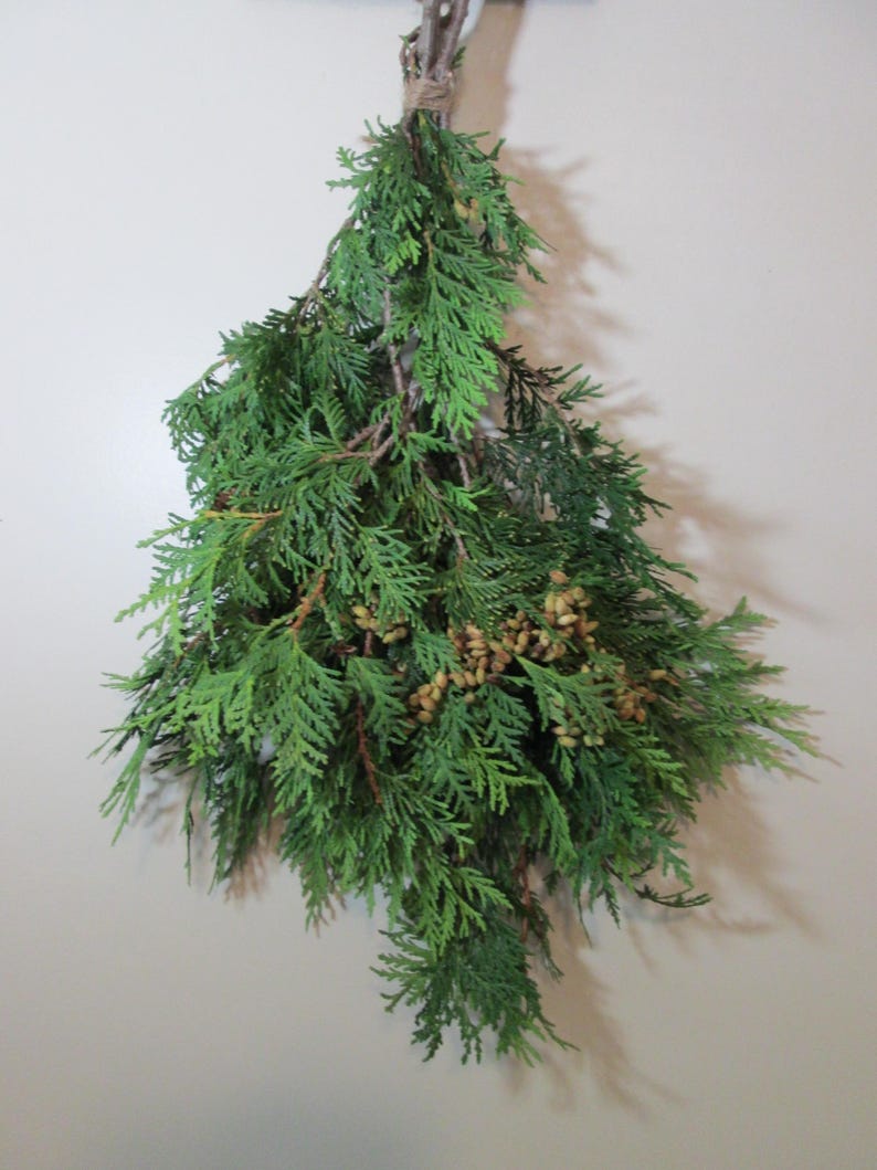 Cedar Fresh or Dried Leaves- Northern White Cedar Branches - Organic ...