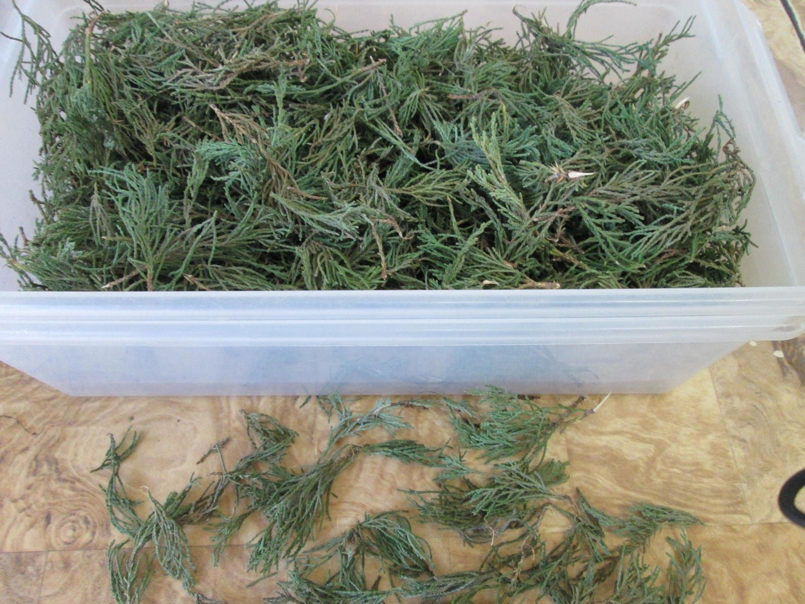 Organic Dried Eastern Red Cedar: Leaves, Stems, Needles, Berries - Etsy