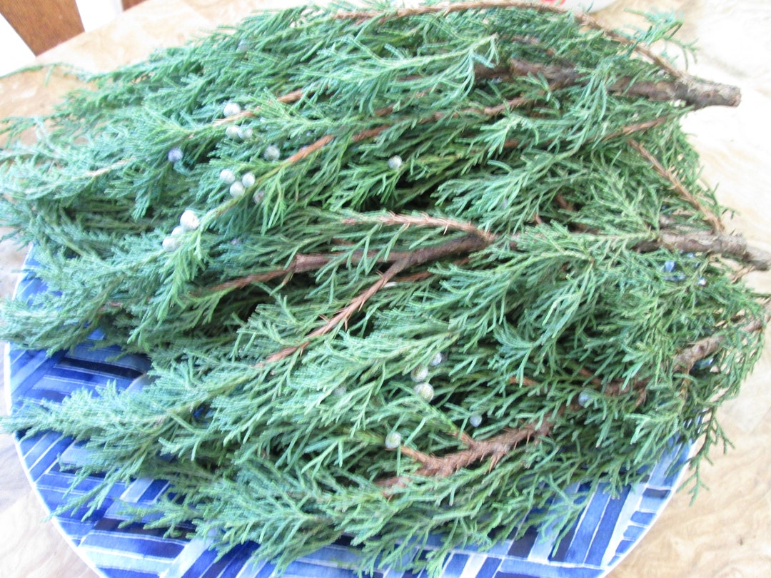 Fresh Eastern Red Cedar Branches: Aromatic Juniper Clippings, Wedding ...