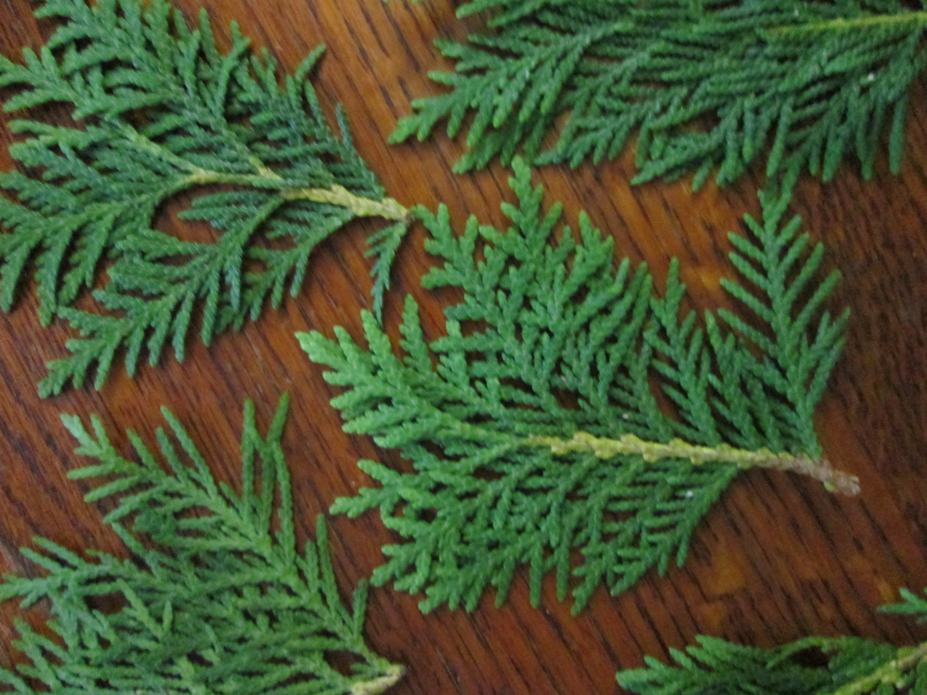 Cedar Fresh or Dried Leaves- Northern White Cedar Branches - Organic ...