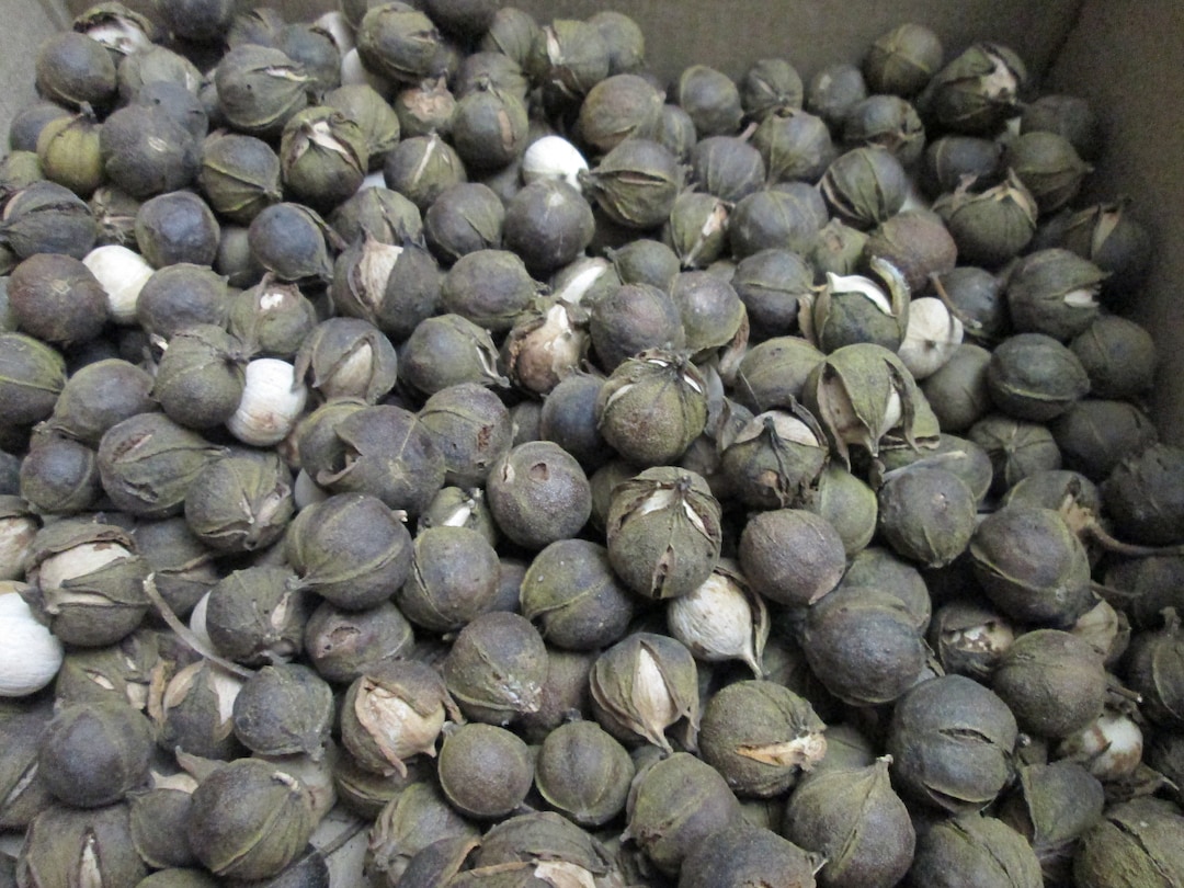 Natural HICKORY NUTS, Real Hickory Nuts Squirrels Food, Untreated ...