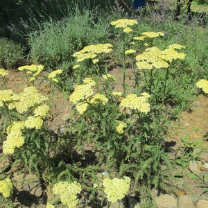 Brown Yarrow, Dried Flowers Yarrow, Home Decor, Autumn, Fall Flower ...