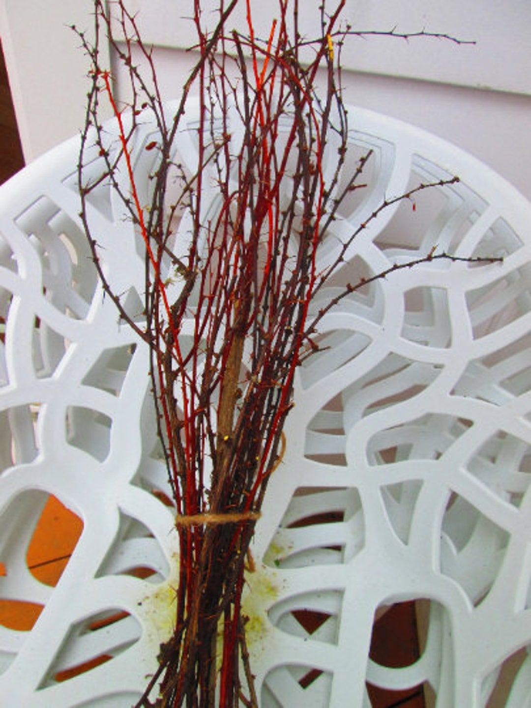 Dried Natural Botanical Assorted Sticks Tree Branches Wood - Etsy