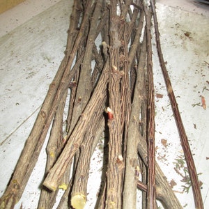 Dried Natural Botanical, Assorted Sticks Tree Branches, Wood Sticks ...