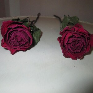 Red Roses Dried Flowers - Etsy