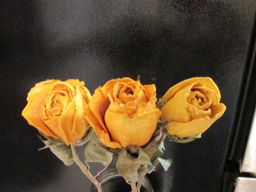 Yellow Roses Dried Long Stem Roses in a Set of 3, Rustic Decor - Etsy