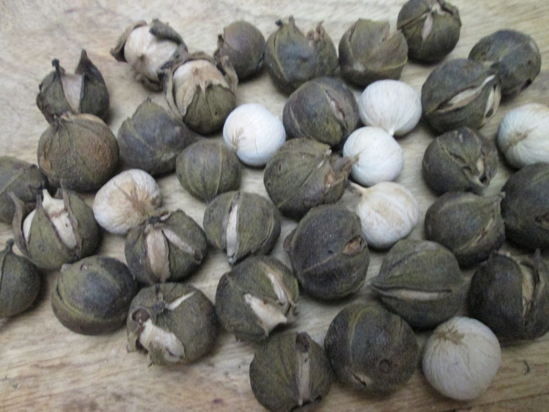 Real Hickory Nuts | Squirrels Food | Untreated | Natural Organic Pignut ...