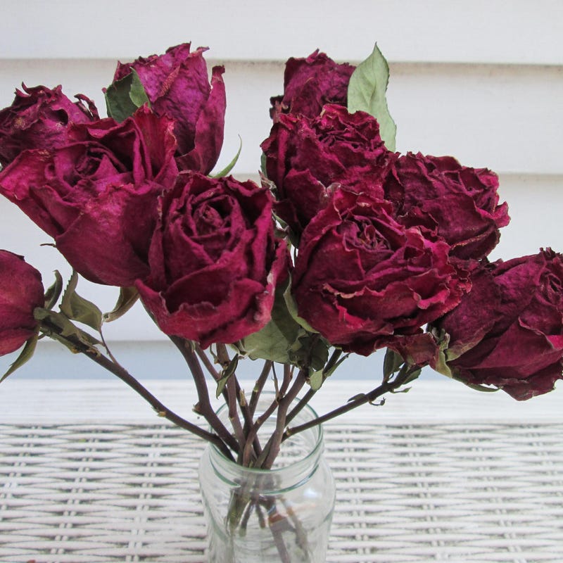 Dried Flower Stems - Etsy