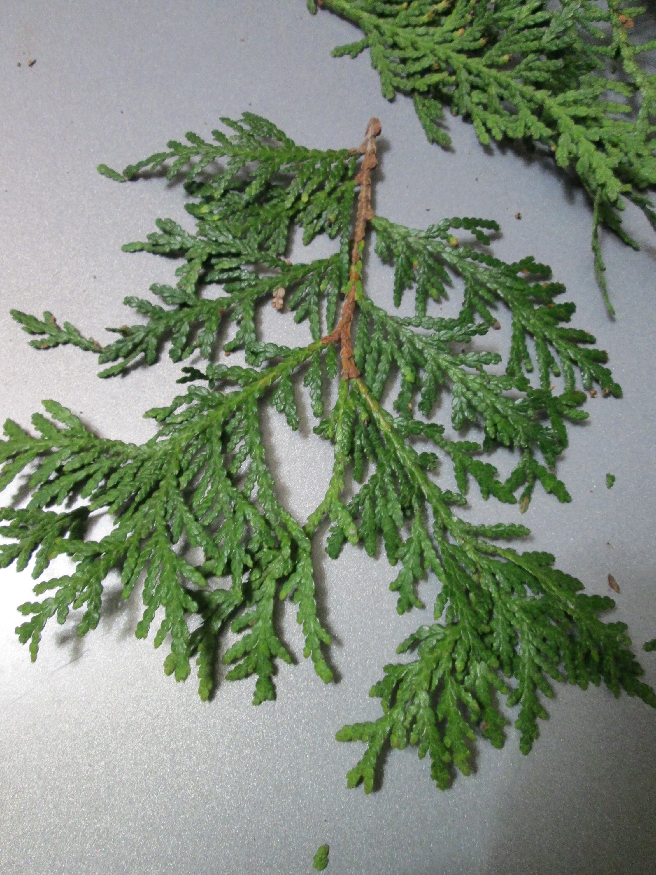 Cedar Fresh or Dried Leaves/ Tips Northern White Cedar | Etsy UK