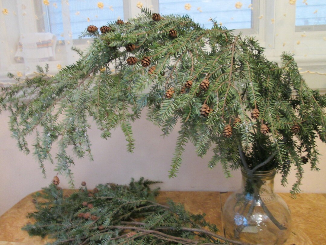 Hemlock Needles / Hemlock Mini Cones/ Natural Craft Material Dried ...