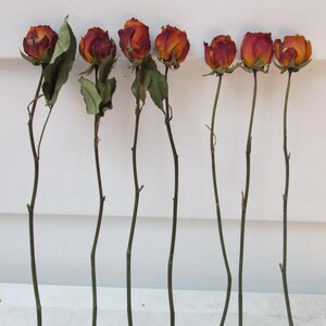 Rustic Red Dried Rose Stems for Autumn Decor Bicolor Rustic Flowers - Etsy