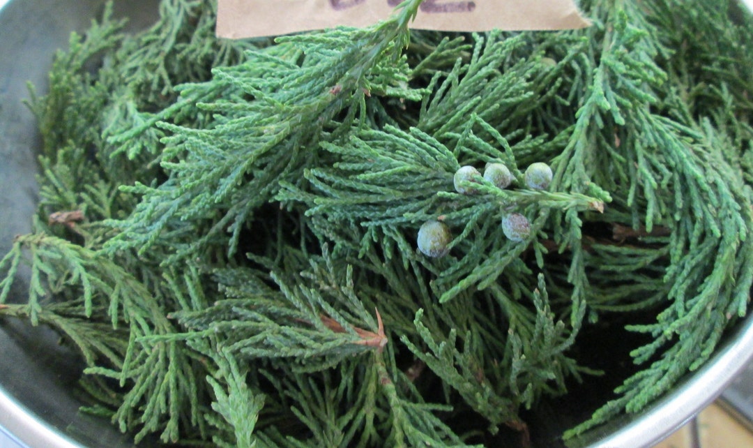 Fresh Red Cedar Branch Clippings Leaves Tips Christmas - Etsy