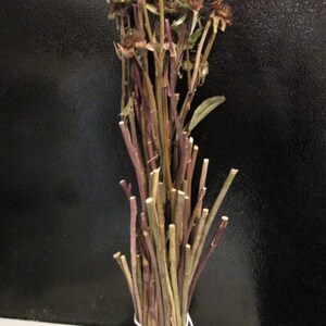Rustic Rose Stems Woody Stems Rose Branches Rose Stem - Etsy